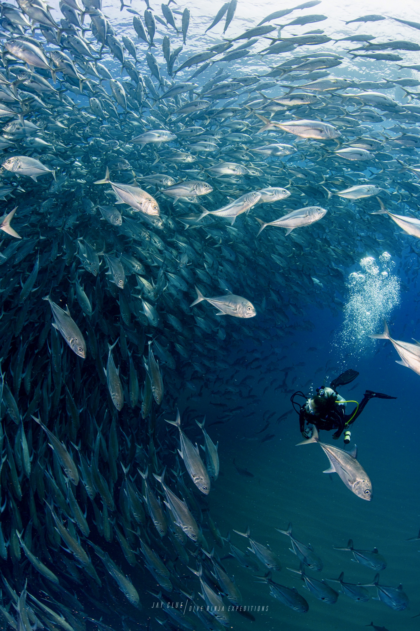 Best Time to Dive in Los Cabos
